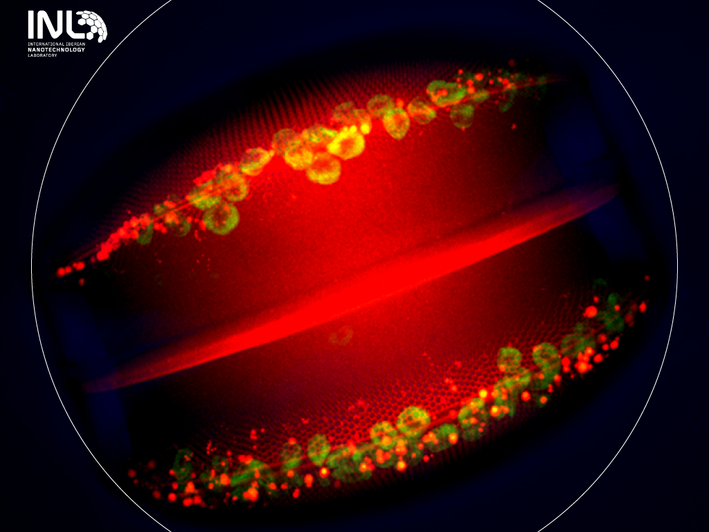 Nanophotonics from Nature - INL