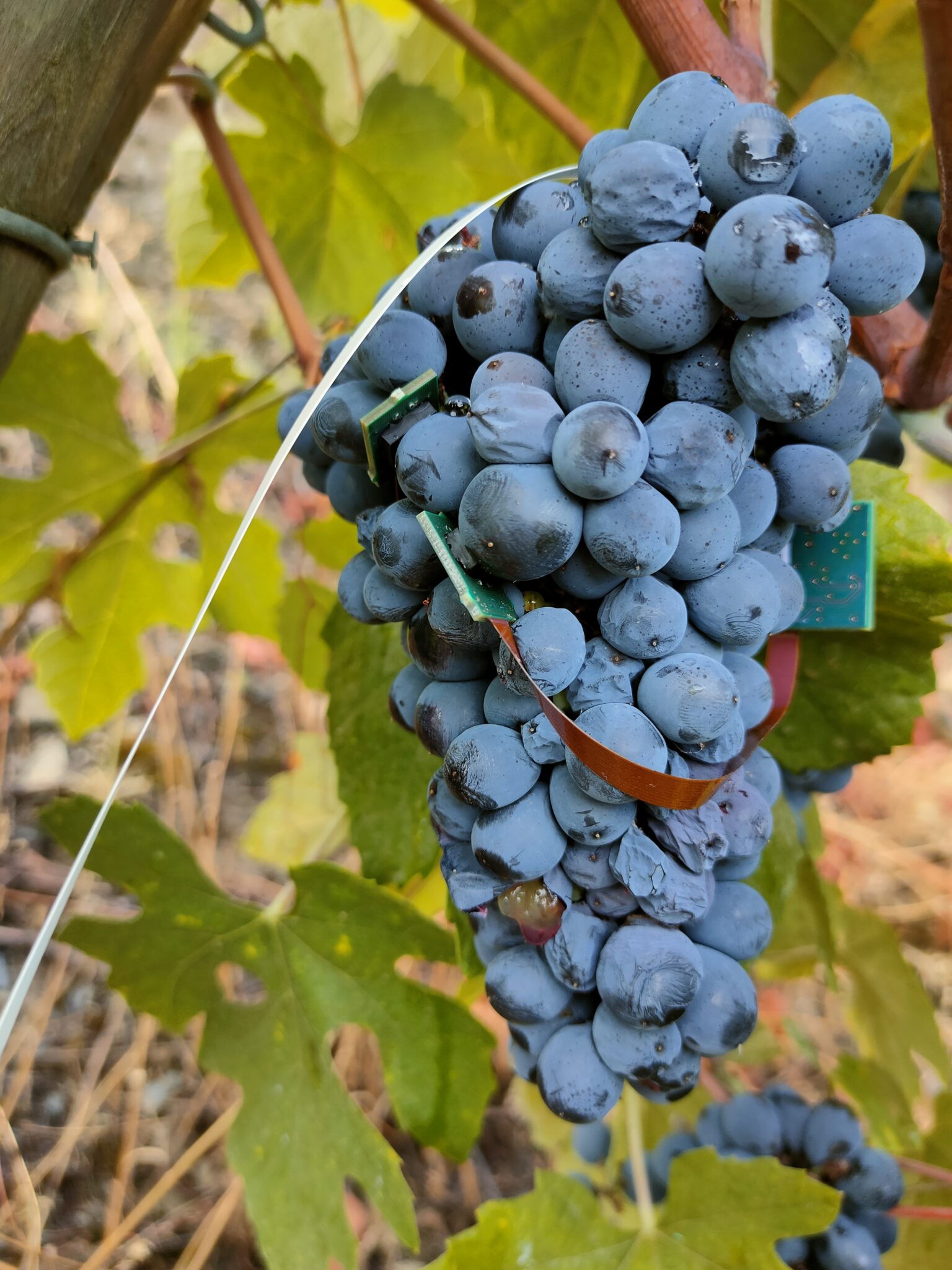 INL researchers developed an autonomous monitoring system for grape ripening - INL